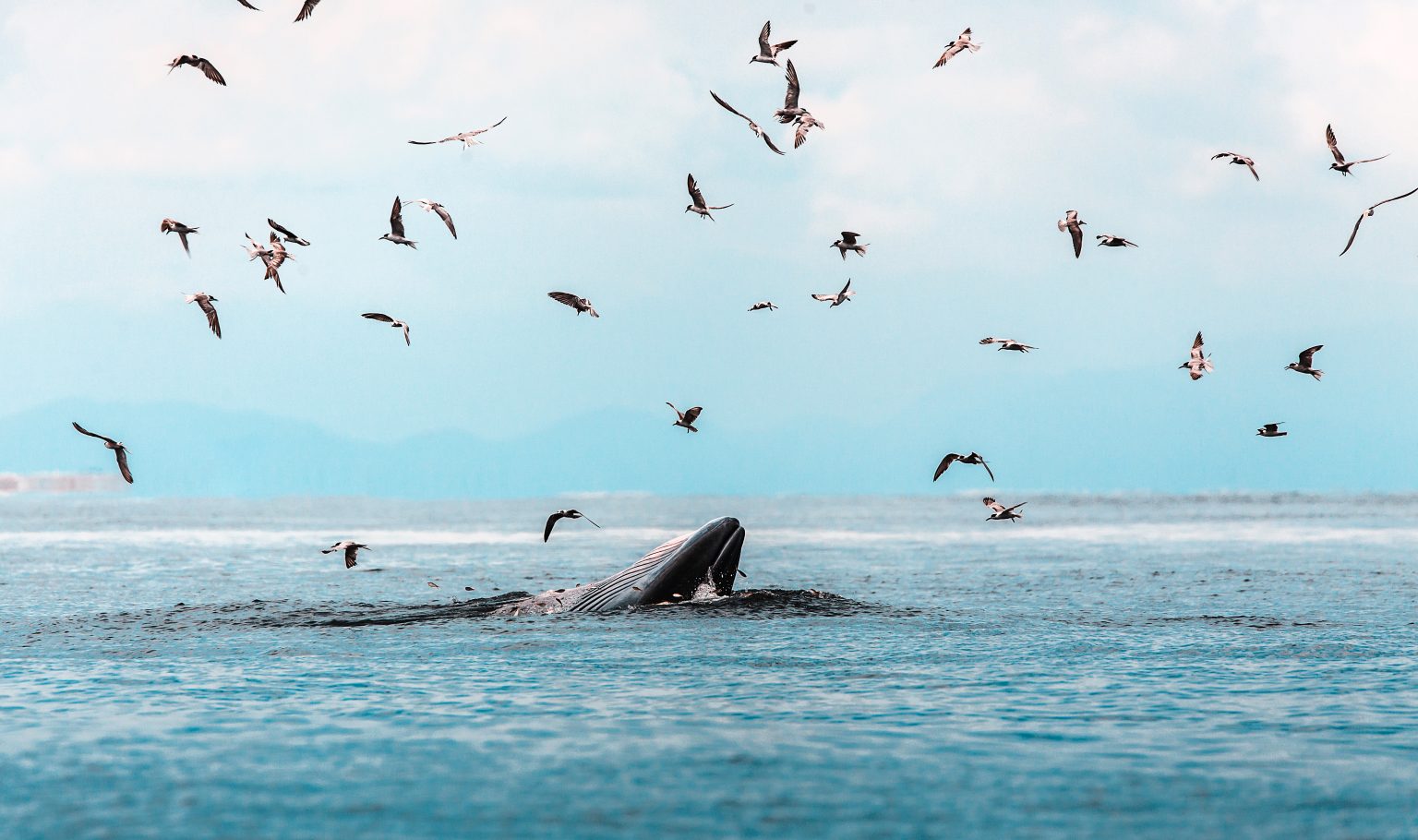 Hidden Gem Whale Watching Locations in San Diego - For Nature Lovers