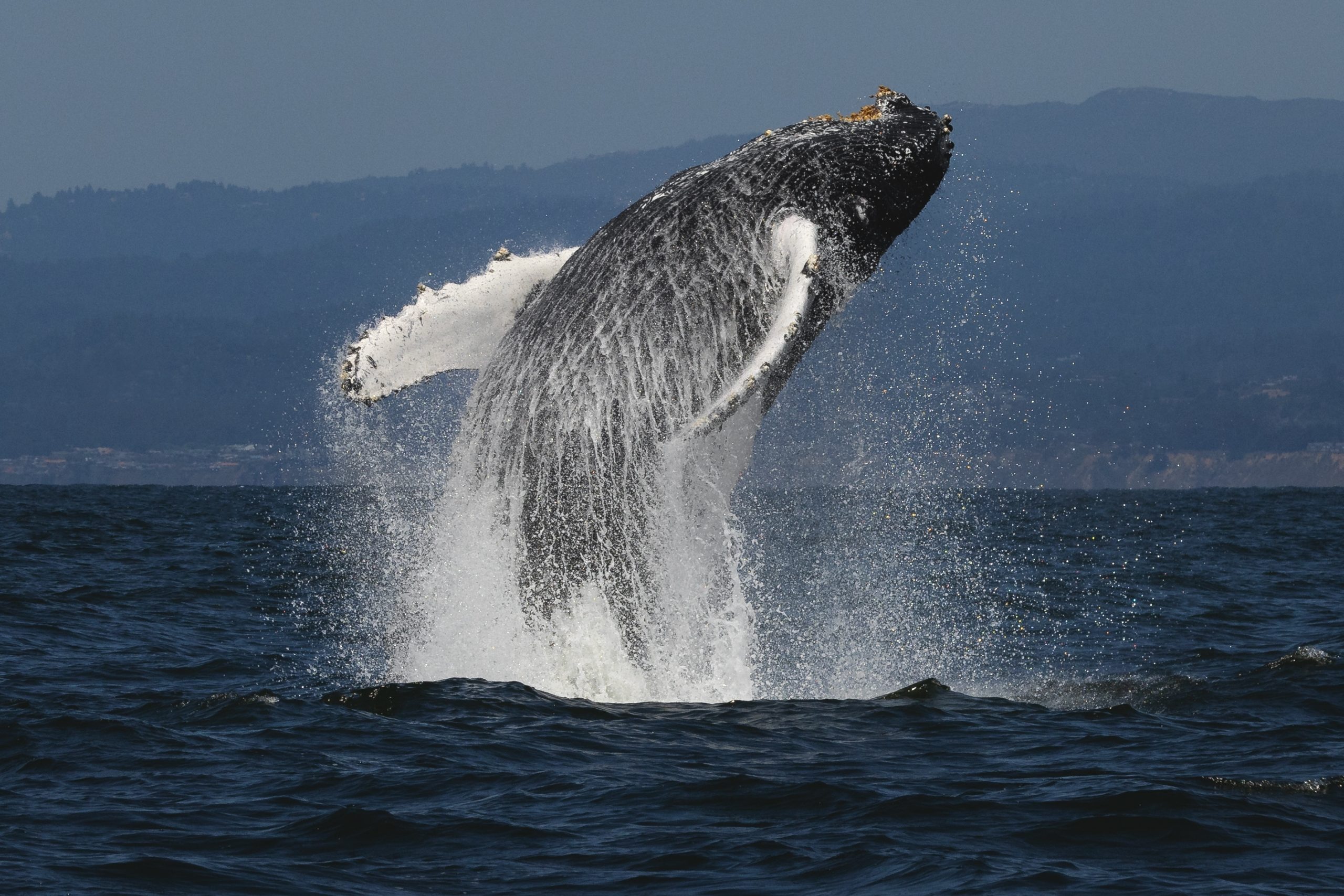 San Diego Whale & Dolphin Watching Tours | Wild Pacific Whale Watch